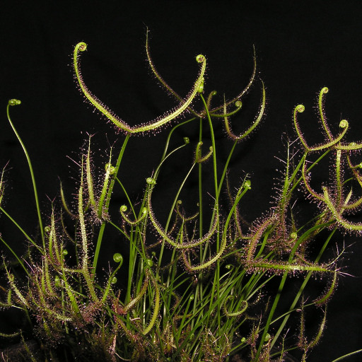 Forked Sundew (Drosera Binata) Plant Care & How to Grow, Water