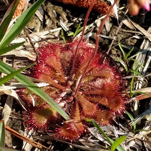 Texas Bullnettle (Cnidoscolus Texanus) Plant Care & How to Grow, Water