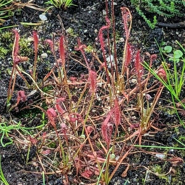 Drosera Camporupestris Plant Care & How to Grow, Water