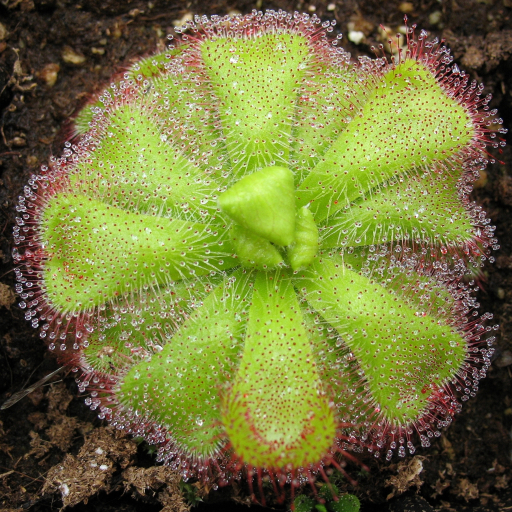 Peninsula Sundew (Drosera Cuneifolia) Plant Care & How to Grow, Water