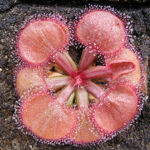 Drosera Falconeri Care Guide: Water, Soil & Propagation - Plantiary