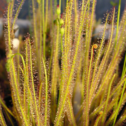 Threadleaf Sundew (Drosera Filiformis) Plant Care & How to Grow, Water
