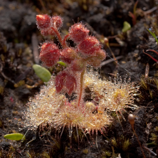 Catapult-Flypaper Trap (Drosera Glanduligera) Plant Care & How to Grow ...