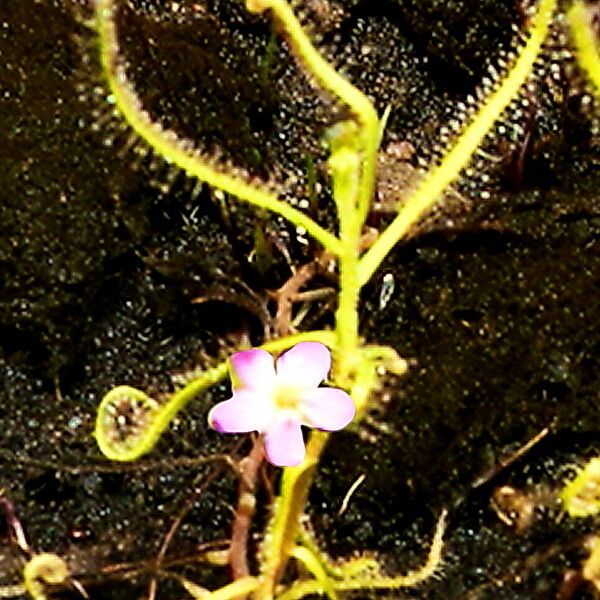 Indian Sundew (Drosera Indica) Plant Care & How to Grow, Water