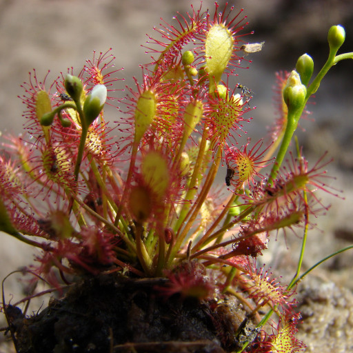 Spoonleaf Sundew (Drosera Intermedia) Plant Care & How to Grow, Water