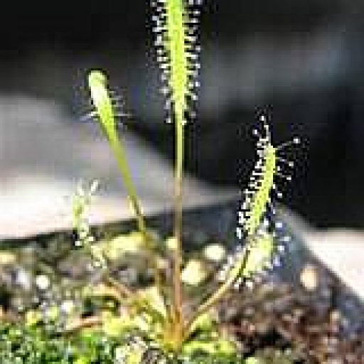 Slender-Leaf Sundew (Drosera Linearis) Plant Care & How to Grow, Water