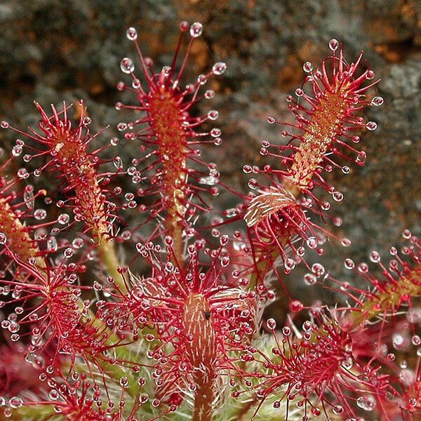 Drosera Neocaledonica Plant Care & How to Grow, Water