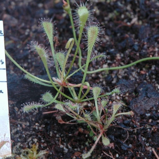 Drosera Nidiformis Plant Care & How to Grow, Water