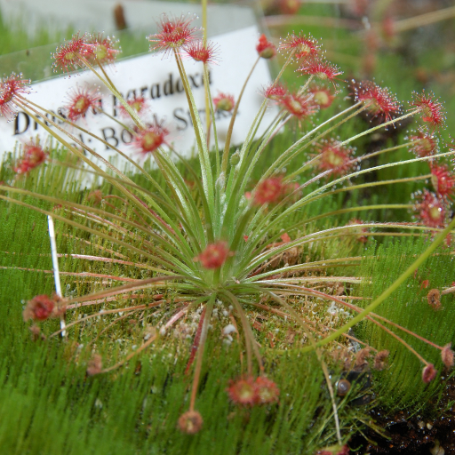 Drosera Paradoxa Plant Care & How to Grow, Water