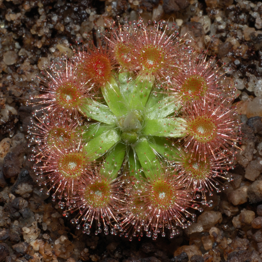 Drosera Pulchella Plant Care & How to Grow, Water