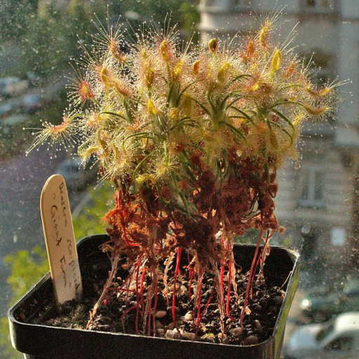 Drosera Scorpioides Plant Care & How to Grow, Water
