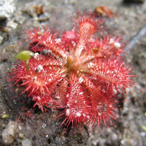 Spoon-Leaved Sundew (Drosera Spatulata) Plant Care & How to Grow, Water