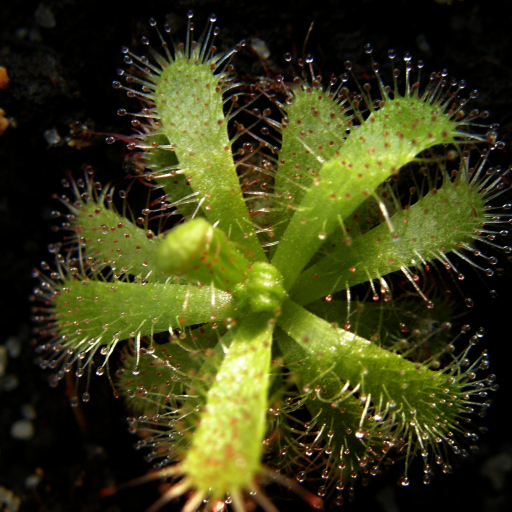 Small Sundew (Drosera Trinervia) Plant Care & How to Grow, Water