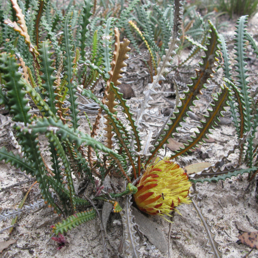 Dryandra Obtusa Plant Care & How to Grow, Water