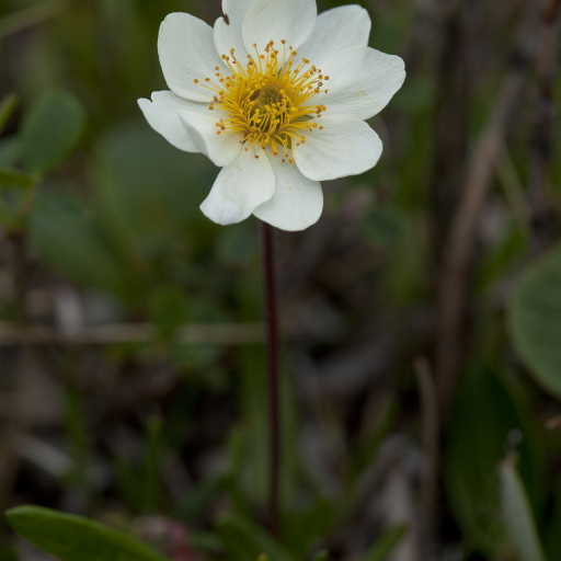 Arctic Smooth-Leaved Dryas (Dryas Integrifolia) Plant Care & How to ...