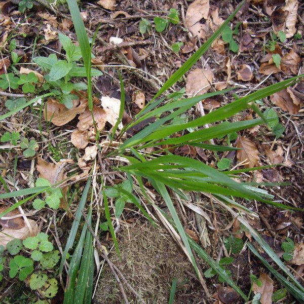 Wood Fescue (Drymochloa Sylvatica) Care Guide: Water, Soil ...