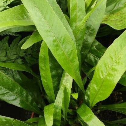 Santa Rosa Fern (Drynaria Coronans) Plant Care & How to Grow, Water