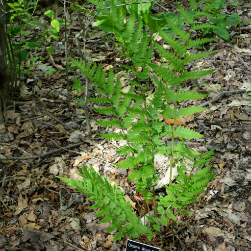 Clinton's Wood Fern (Dryopteris Clintoniana) Plant Care & How to Grow ...