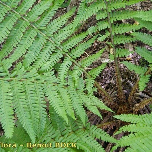 Dryopteris × Complexa Plant Care & How to Grow, Water