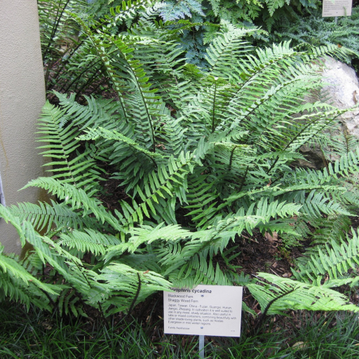 Shaggy Wood Fern (Dryopteris Cycadina) Plant Care & How to Grow, Water