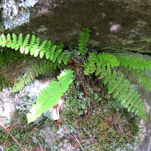 Fragrant Wood Fern (Dryopteris Fragrans) Plant Care & How to Grow, Water