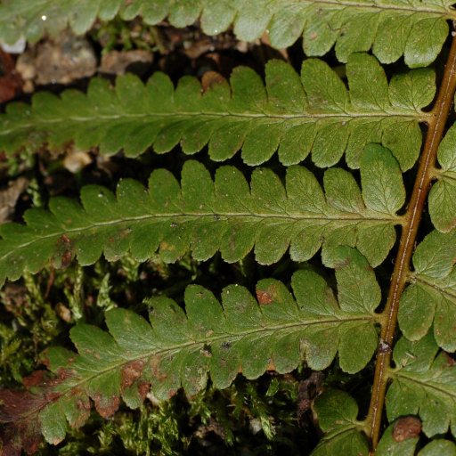 Southern Wood Fern (Dryopteris Ludoviciana) Plant Care & How to Grow, Water