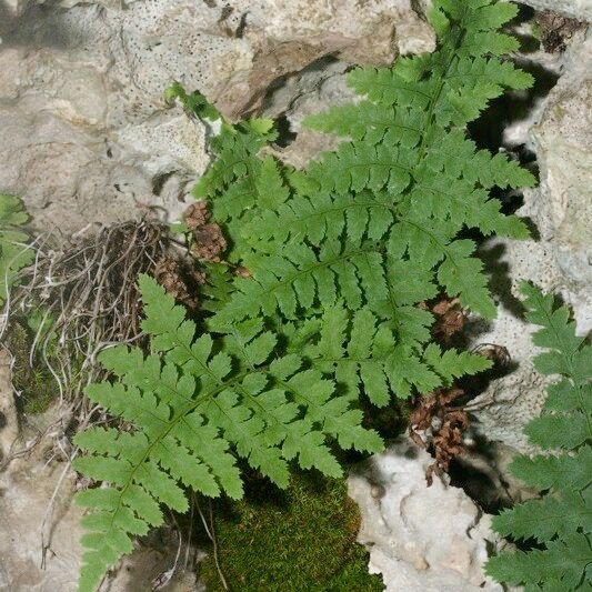 Pale Male-Fern (Dryopteris Pallida) Care Guide: Water, Soil ...