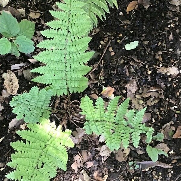 Remote Wood Fern (Dryopteris Remota) Plant Care & How to Grow, Water