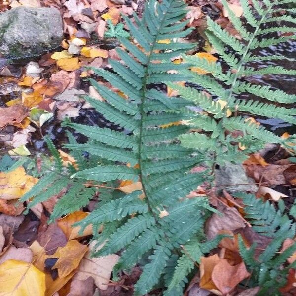Uniform Wood Fern (Dryopteris Uniformis) Plant Care & How to Grow, Water