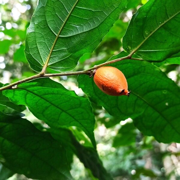 Drypetes Chevalieri Plant Care & How to Grow, Water