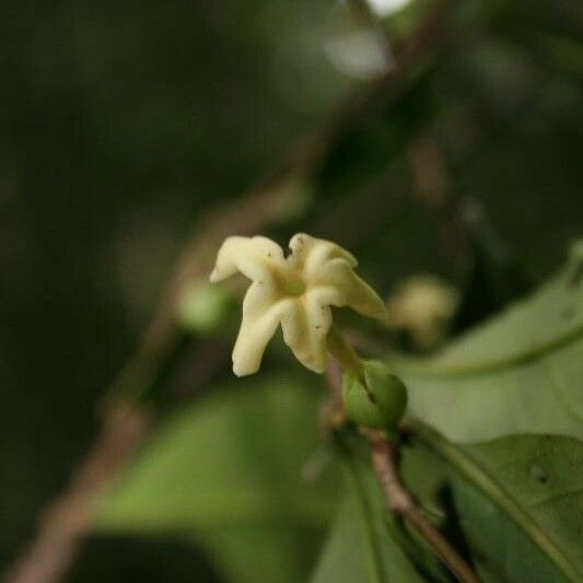 Drypetes Variabilis Plant Care & How to Grow, Water