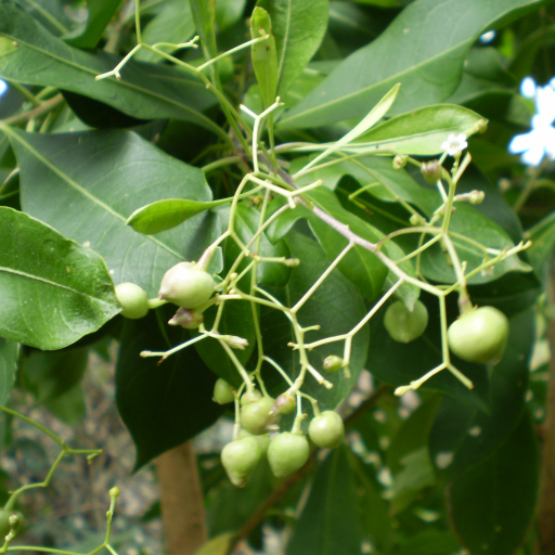 Corkwood Tree (Duboisia Myoporoides) Plant Care & How to Grow, Water
