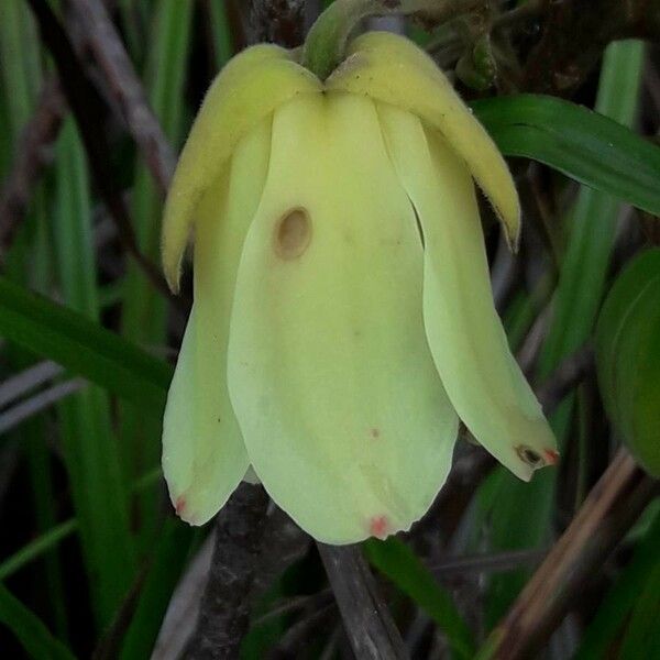Dubouzetia Acuminata Care Guide: Water, Soil & Propagation - Plantiary