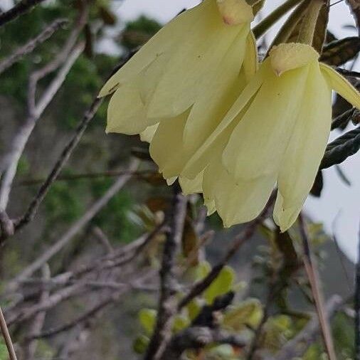 Dubouzetia Confusa Care Guide: Water, Soil & Propagation - Plantiary