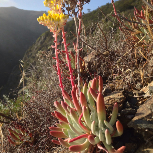 Sea Lettuce (Dudleya Caespitosa) Plant Care & How to Grow, Water