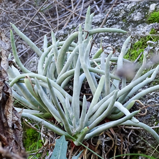 San Gabriel Mountains Dudleya (Dudleya Densiflora) Care Guide: Water ...