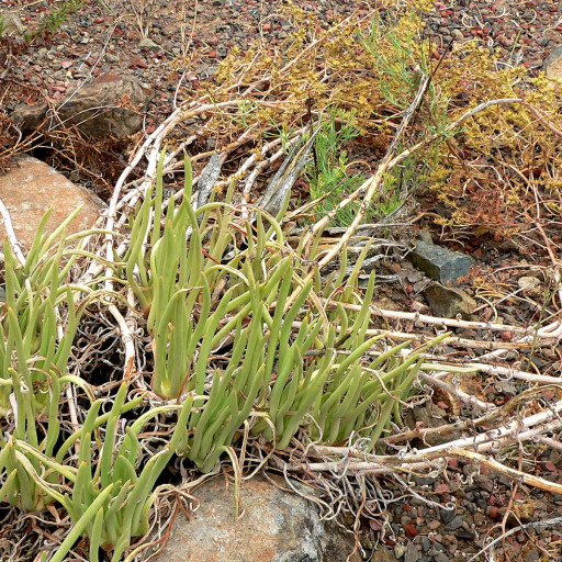 Fingertips (Dudleya Edulis) Plant Care & How to Grow, Water