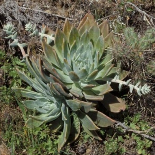 Santa Barbara Island Dudleya (Dudleya Traskiae) Plant Care & How to ...