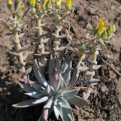 Verity's Liveforever (Dudleya Verityi) Plant Care & How to Grow, Water