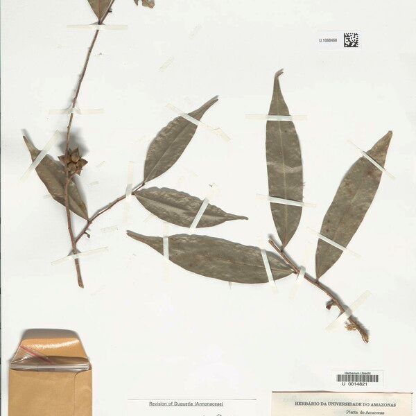 Duguetia Arenicola Plant Care & How to Grow, Water
