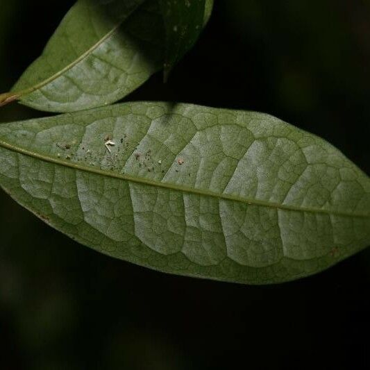 Duguetia Inconspicua Plant Care & How to Grow, Water