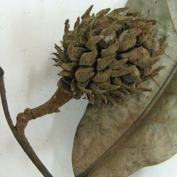 Duguetia Riparia Plant Care & How to Grow, Water