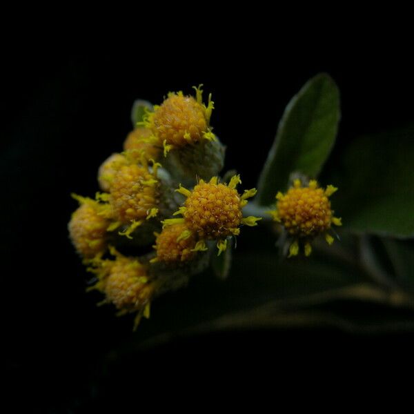 Elecampane (Duhaldea Cappa) Plant Care & How to Grow, Water