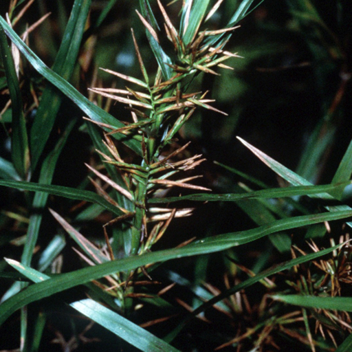 Three-Way Sedge (Dulichium Arundinaceum) Plant Care & How to Grow, Water
