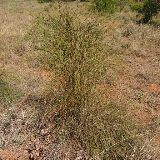 Lignum (Duma Florulenta) Plant Care & How to Grow, Water