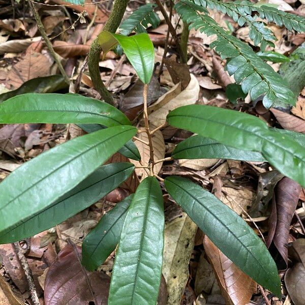 Durian Bujor (Durio Singaporensis) Plant Care & How to Grow, Water