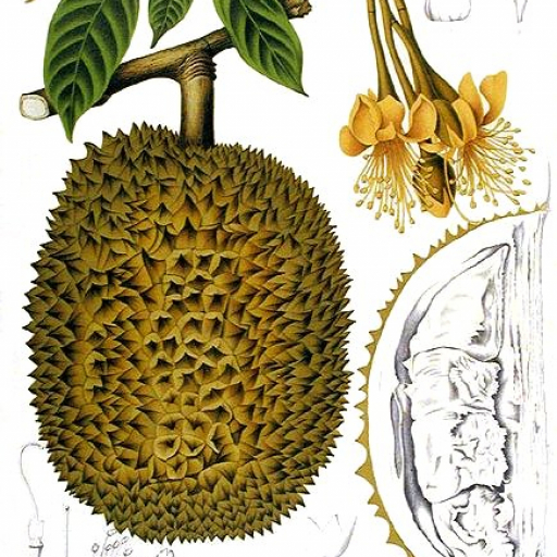 Durian (Durio Zibethinus) Plant Care & How to Grow, Water
