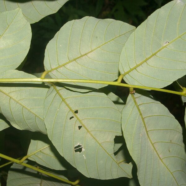 Dussia Atropurpurea Care Guide: Water, Soil & Propagation - Plantiary