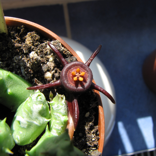Duvalia Caespitosa Care Guide: Water, Soil & Propagation - Plantiary
