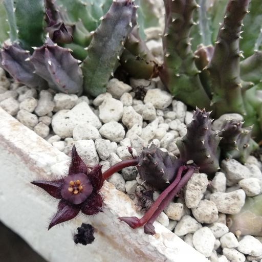 Duvalia Elegans Plant Care & How to Grow, Water